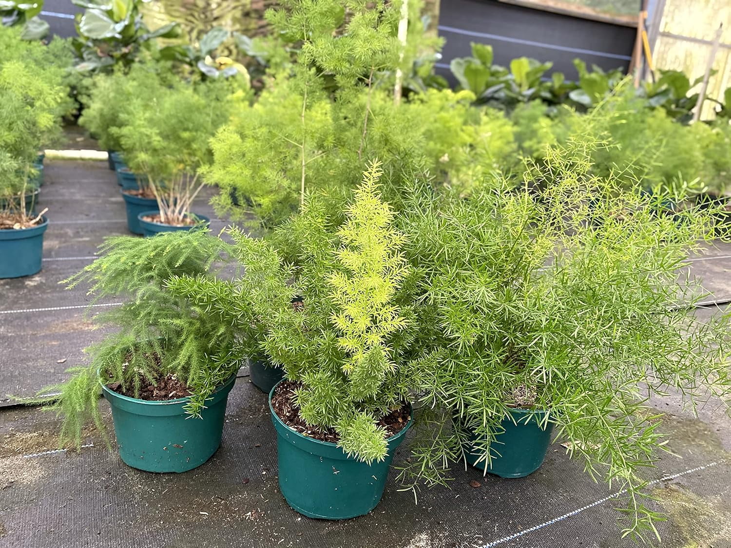 Asparagus Fern Assortment - 3 Live Plants in 4 inch Pots - Rare and ...