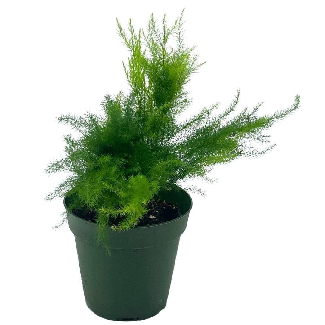 BubbleBlooms Live Potted Asparagus Fern Plumosa, Asparagus setaceus, 4 ...