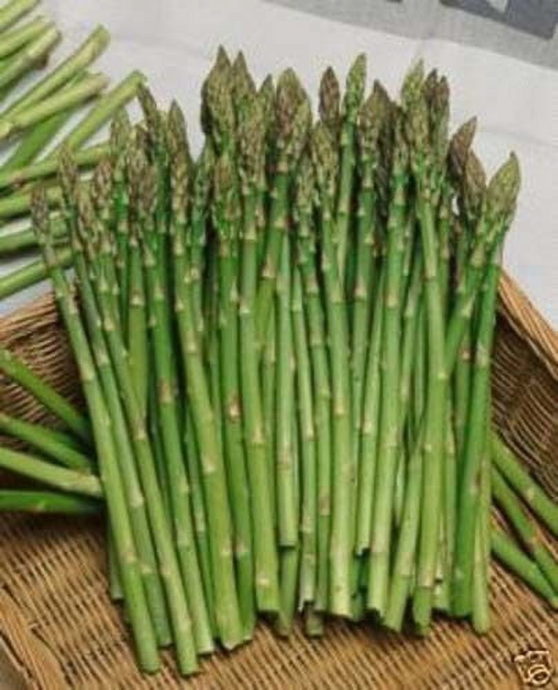 Asparagus Mary Washington Great Heirloom Vegetable 50 Seeds - Walmart.com