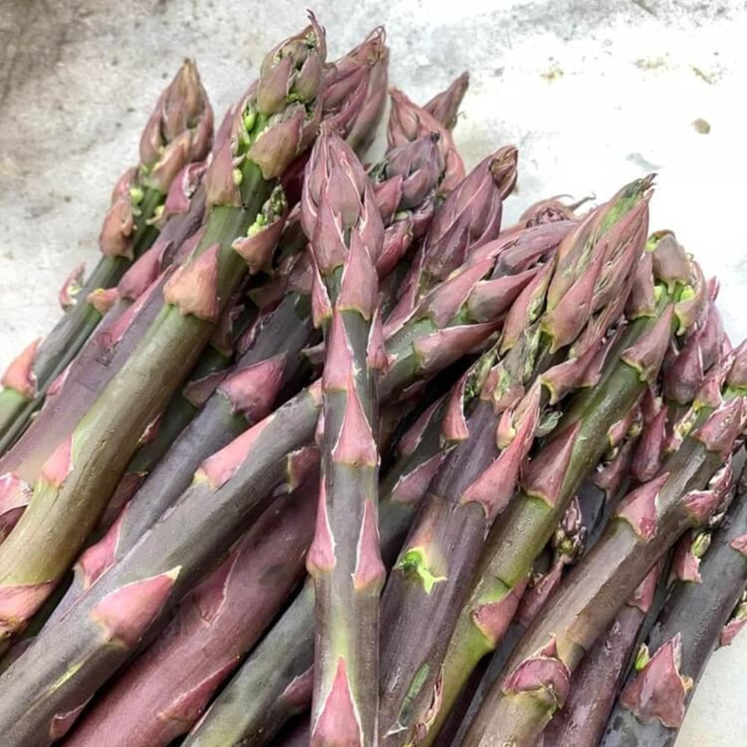 Asparagus 'Purple Passion' 2 Year Crowns - Produces Vibrant Purple ...