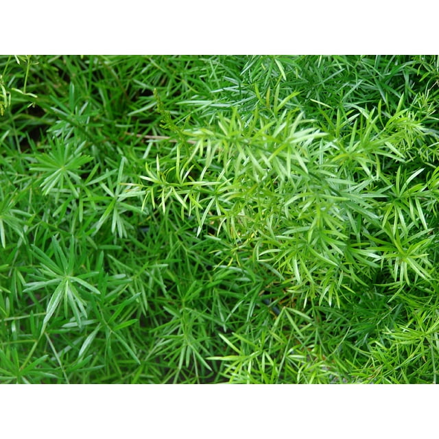 Asparagus Sprengeri Fern - Asparagus - 10" Hanging Basket - Walmart.com