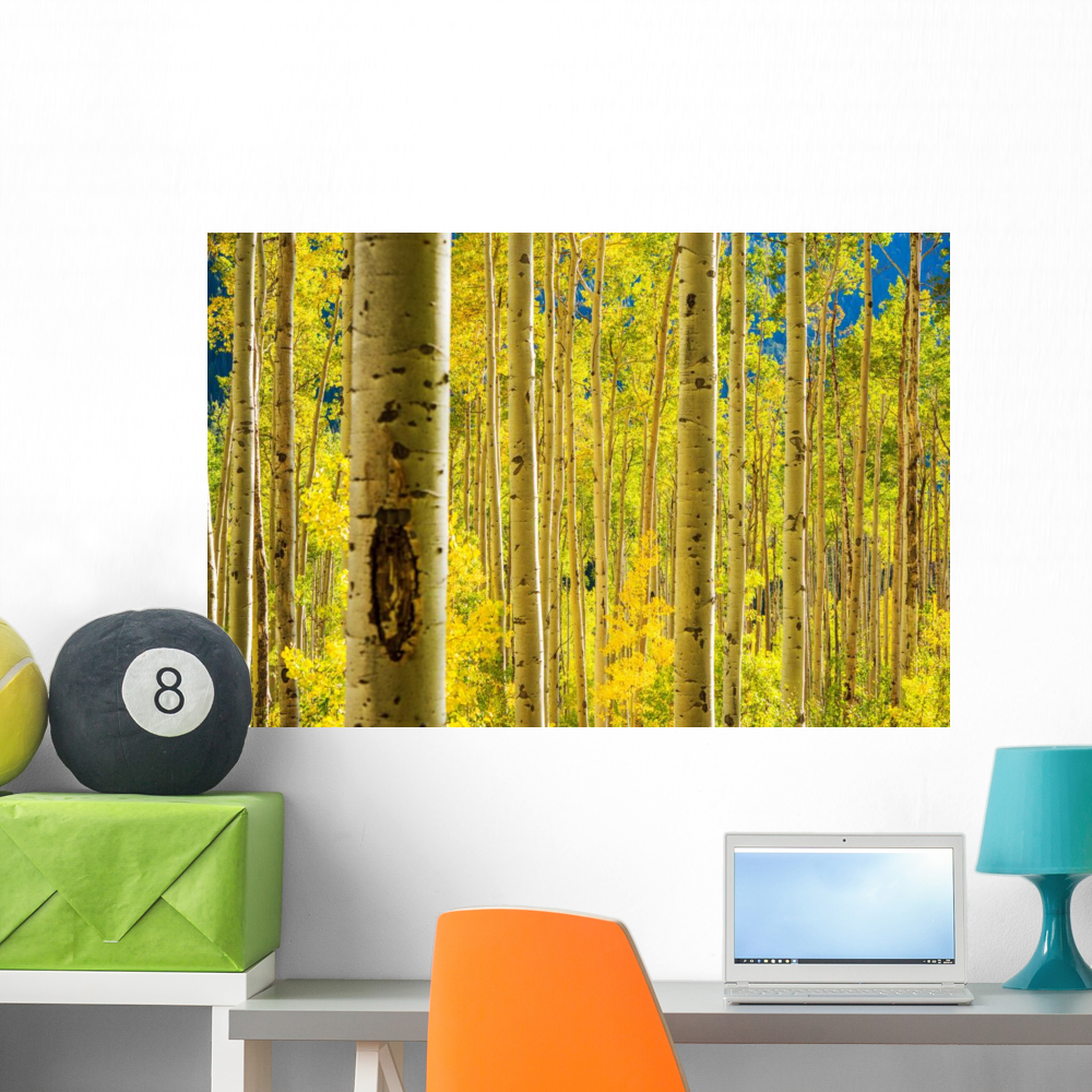 Aspen Trees Forest Wall Mural by Wallmonkeys Peel and Stick Graphic (36 ...
