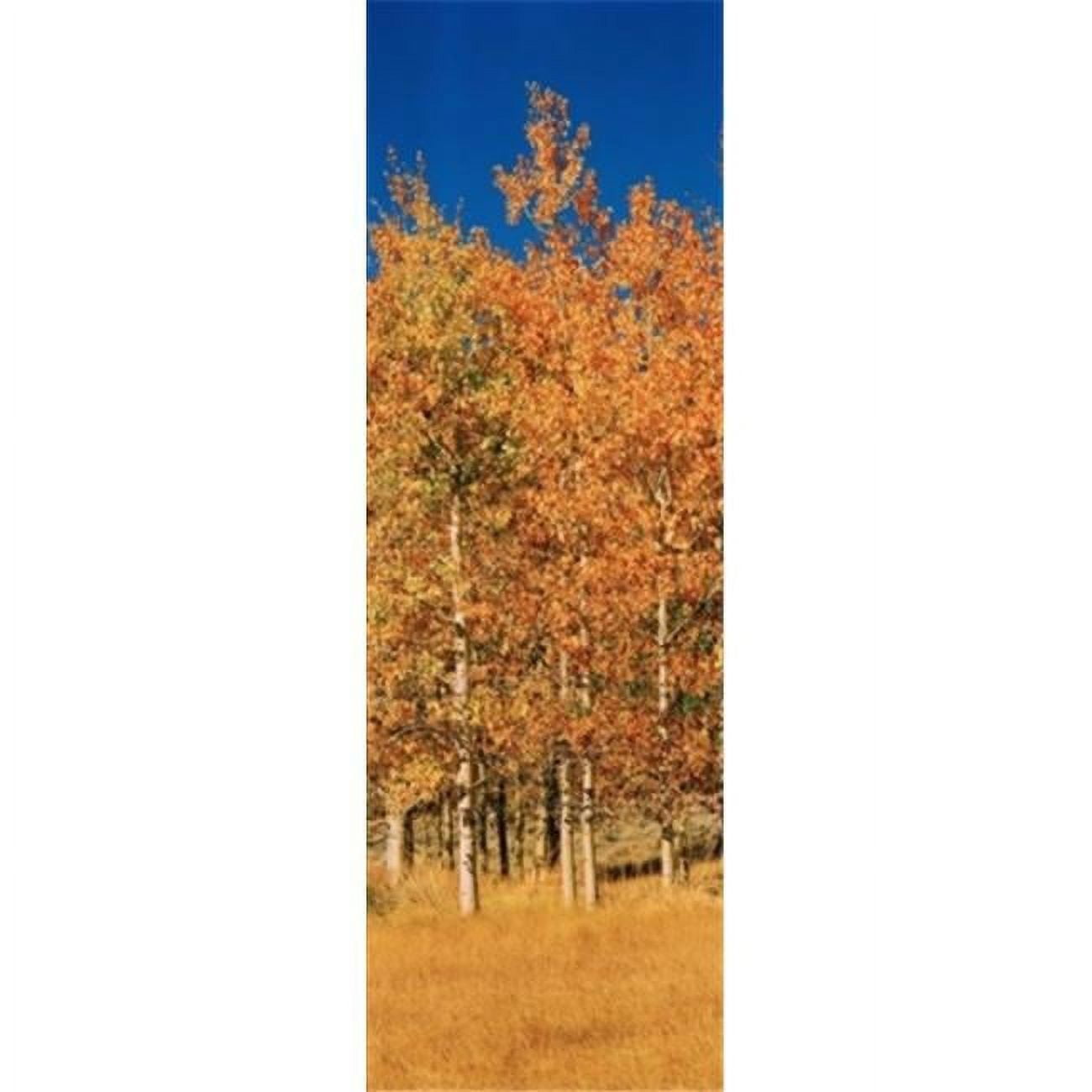 Aspen trees in a forest Lee Vining California USA Poster Print (36 x 12 ...