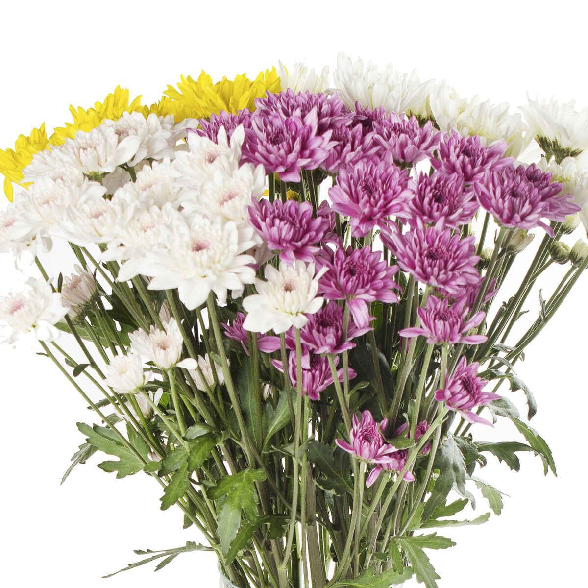 Assorted Colors Cushion Poms - Farm Direct Fresh Cut Flowers - 60 Stems ...