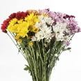 Natural Fresh Flowers - Assorted Daisies, Farm Direct, 60 Stems ...