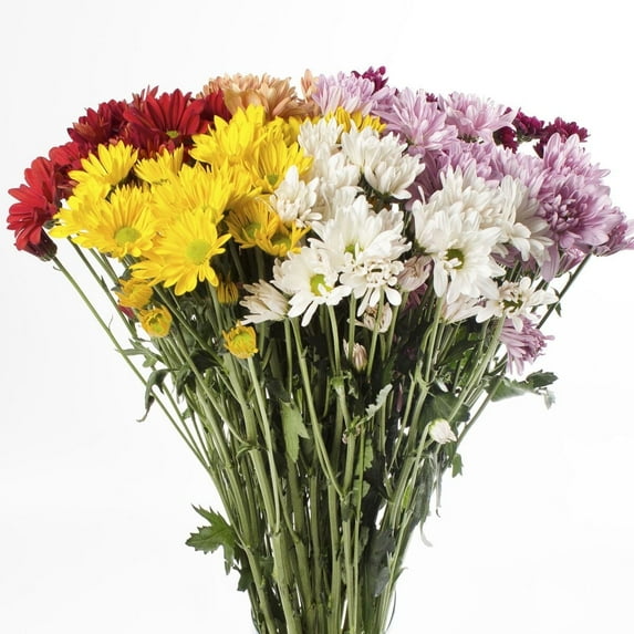 Natural Fresh Flowers - Assorted Daisies, Farm Direct, 60 Stems ...