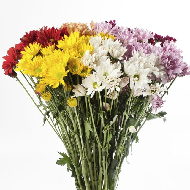 Assorted Colors Daisies - Farm Direct Fresh Cut Flowers - 60 Stems ...