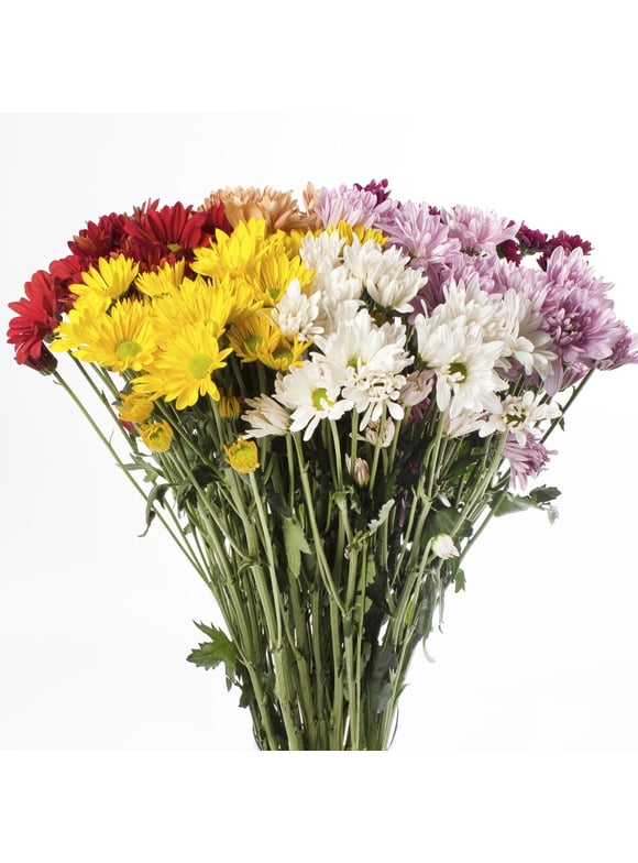 Mums in Annuals - Walmart.com