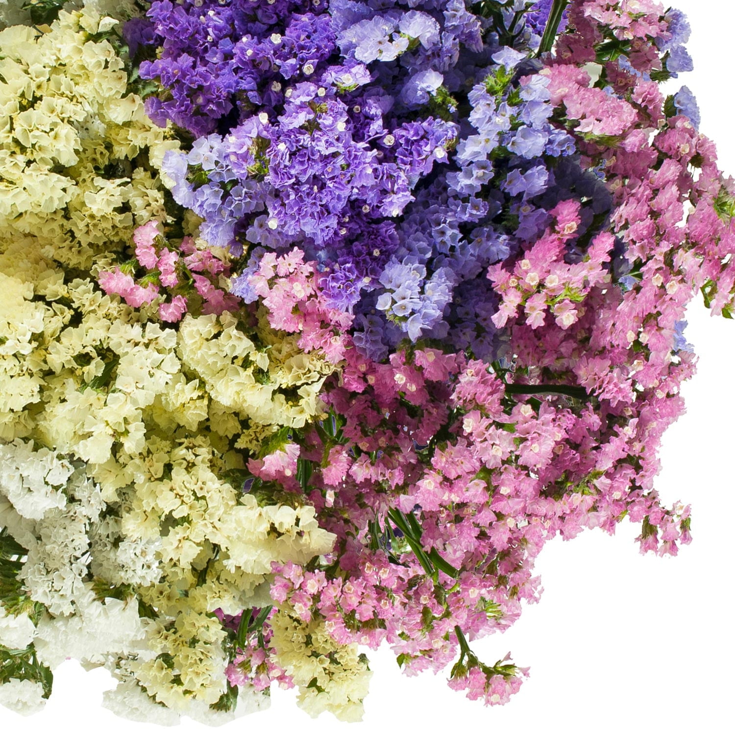 Assorted Colors Statice - Farm Direct Fresh Cut Flowers - 200 Stems ...