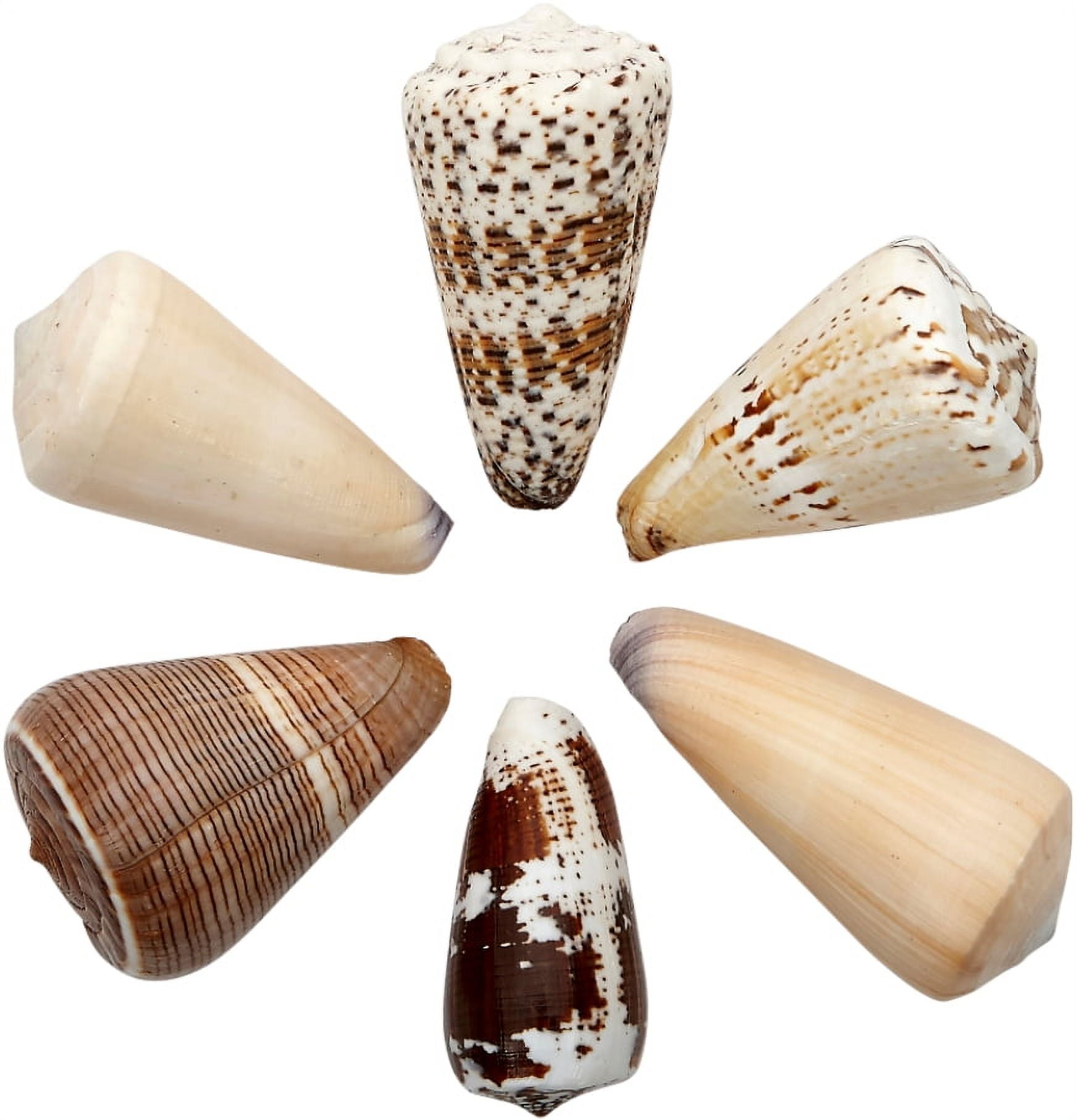 Assorted Cones Shells Bulk Craft Seashells 2-3" (1 Kilo) (appx. 24 pc ...
