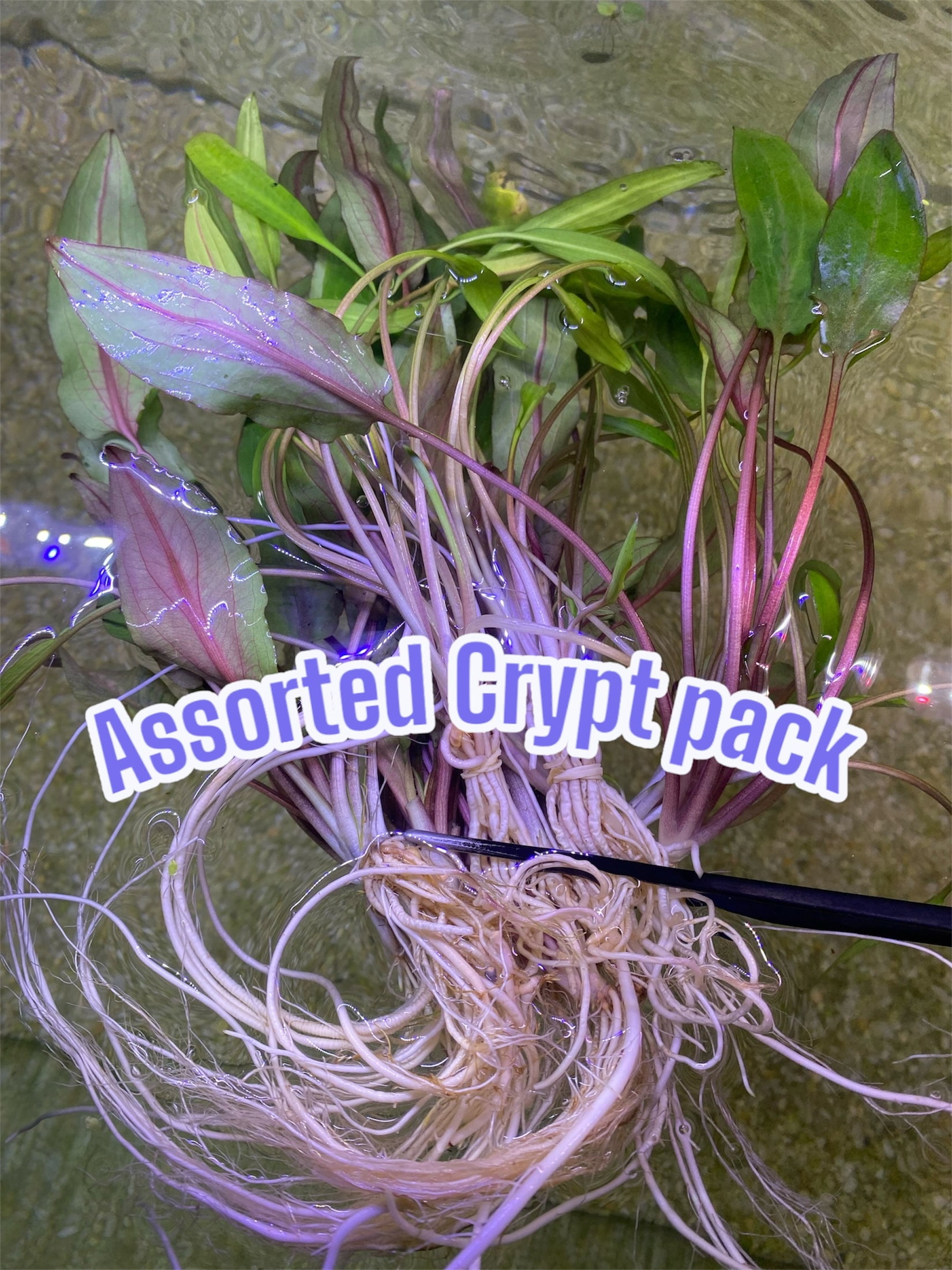 Assorted Crypt Pack! - Walmart.com