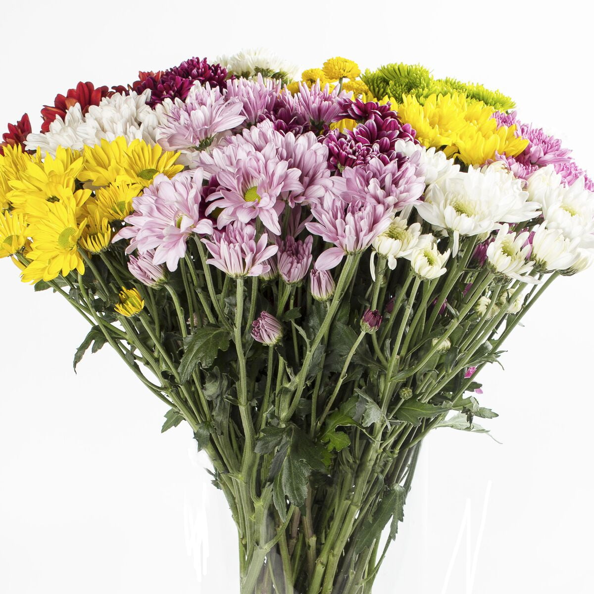 Assorted Cushion Daisy and Novelty Poms - Farm Direct Fresh Cut Flowers ...