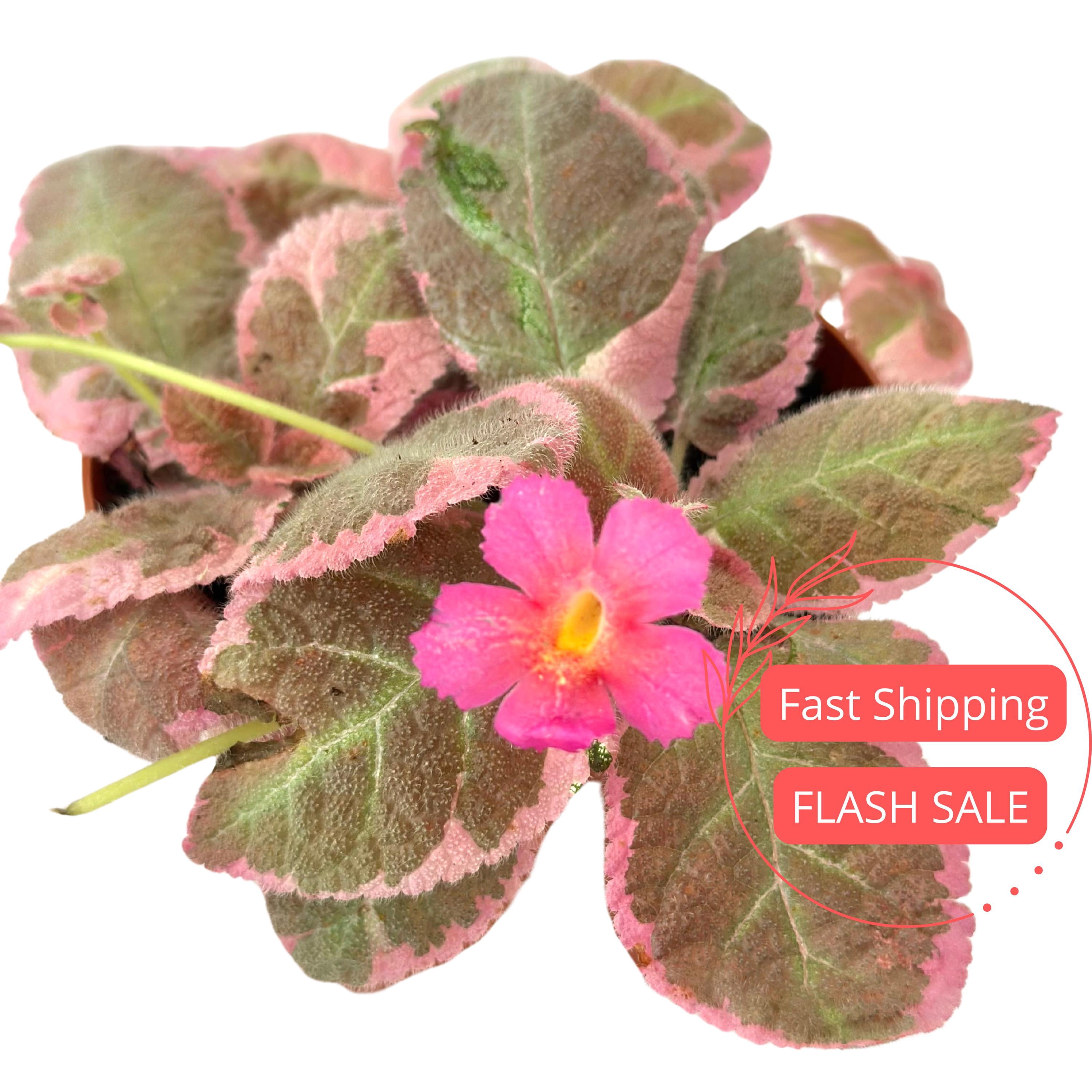 Assorted Episcia Live Plant | Assorted Episcia Starter House Plants ...