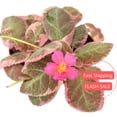Assorted Episcia Live Plant | Assorted Episcia Starter House Plants ...