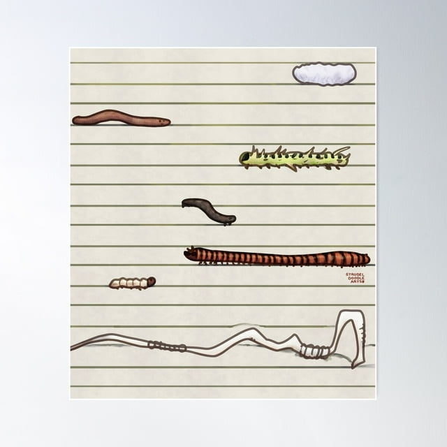 Assorted Invertebrates Poster Wall Art, Modern Wall Decor For Living ...