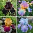 Assorted Iris Mix -Gardens Decoration-Random Color Perennial Iris for ...