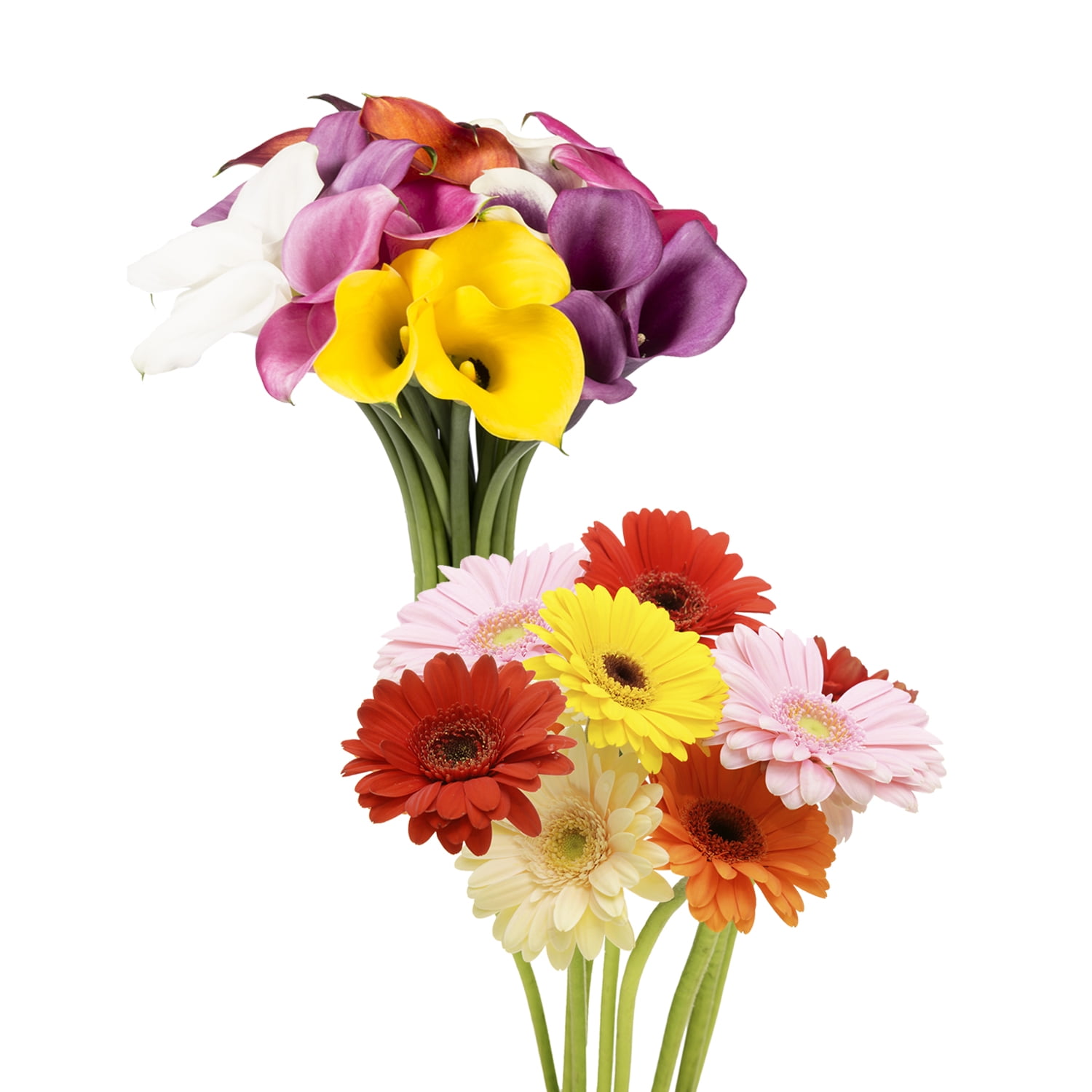 Assorted Mini Calla & Gerbera Combo - Fresh Cut - 150 Stems - Walmart.com