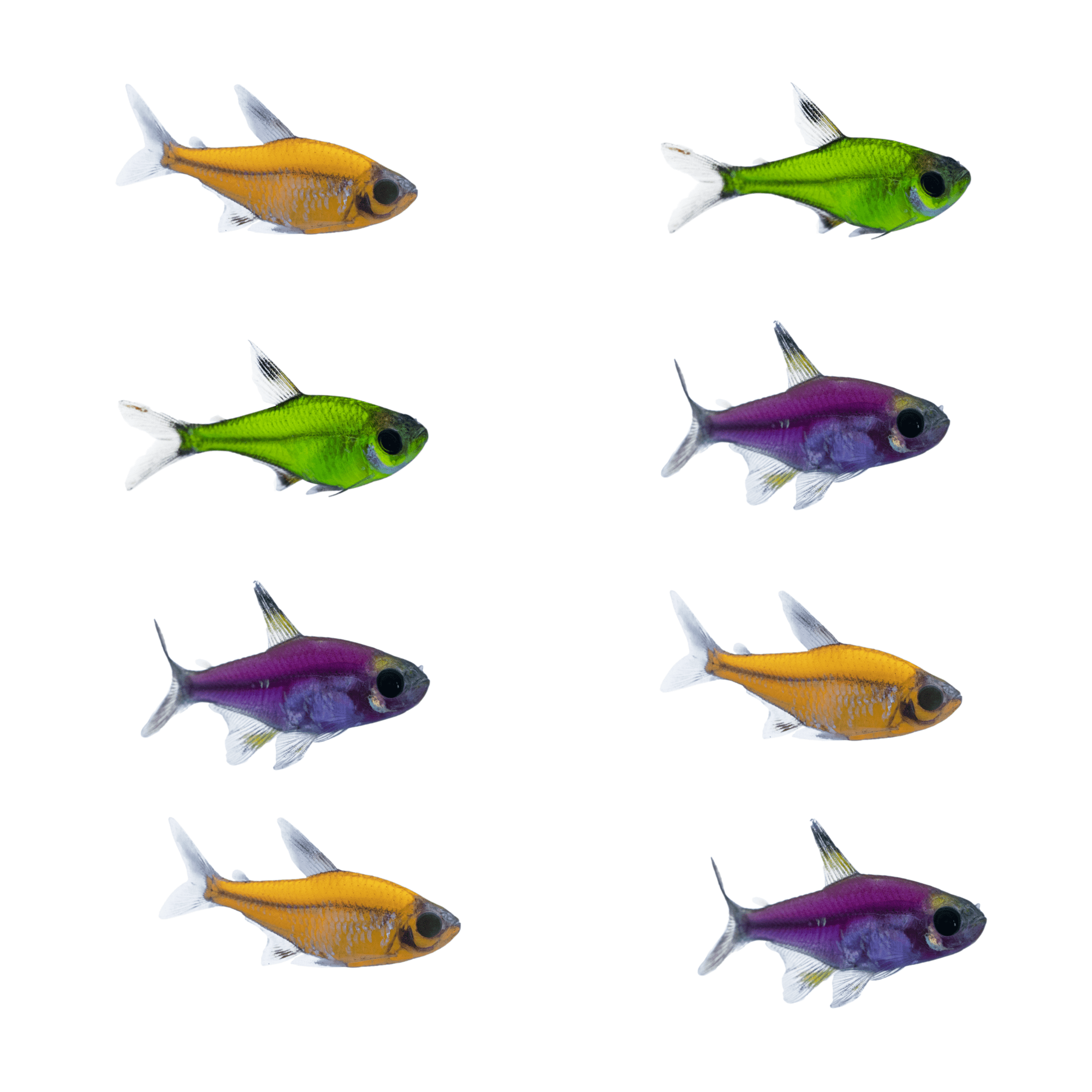 Assorted Pristella Tetra 8ct Live Fish Collection - Walmart.com