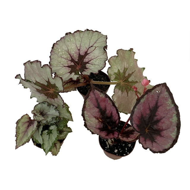 Assorted Rex Begonia Plants - 3 Plants - 2" Pots - Great Houseplant ...