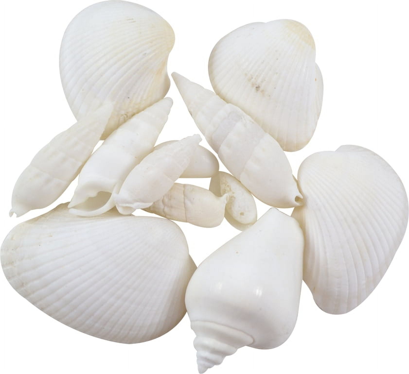 Assorted Seashells Mix Pure White Wedding Event Decor (1 Gallon) (appx ...