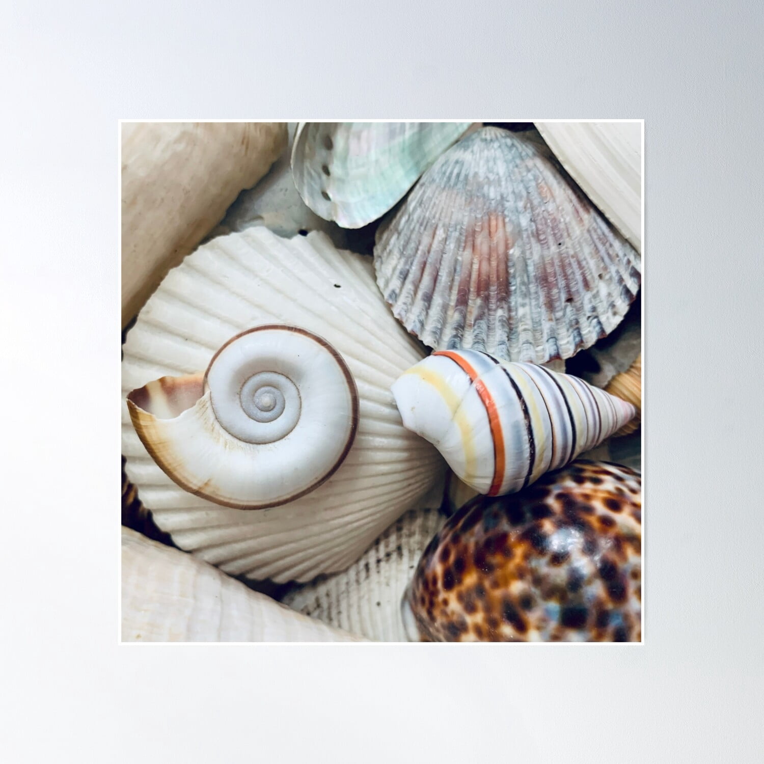 Assorted Snail Seashells Poster Wall Art, Modern Wall Decor, 24x24 ...