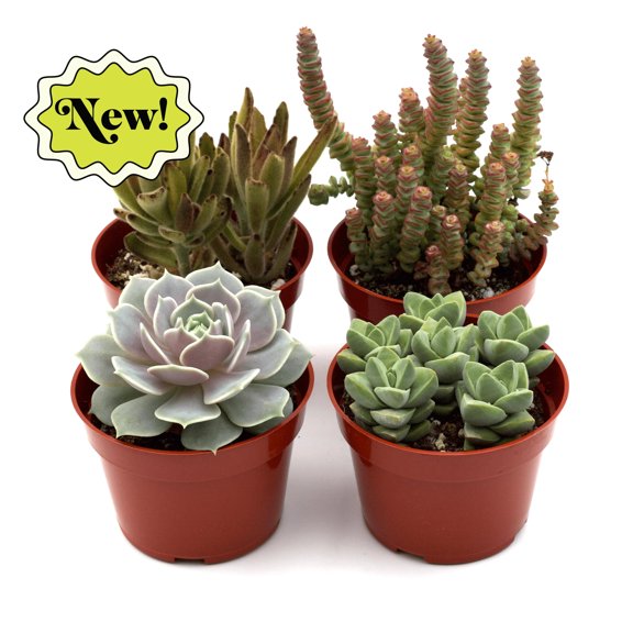 Shop Succulents Assorted Succulent (Collection of 32) - Walmart.com