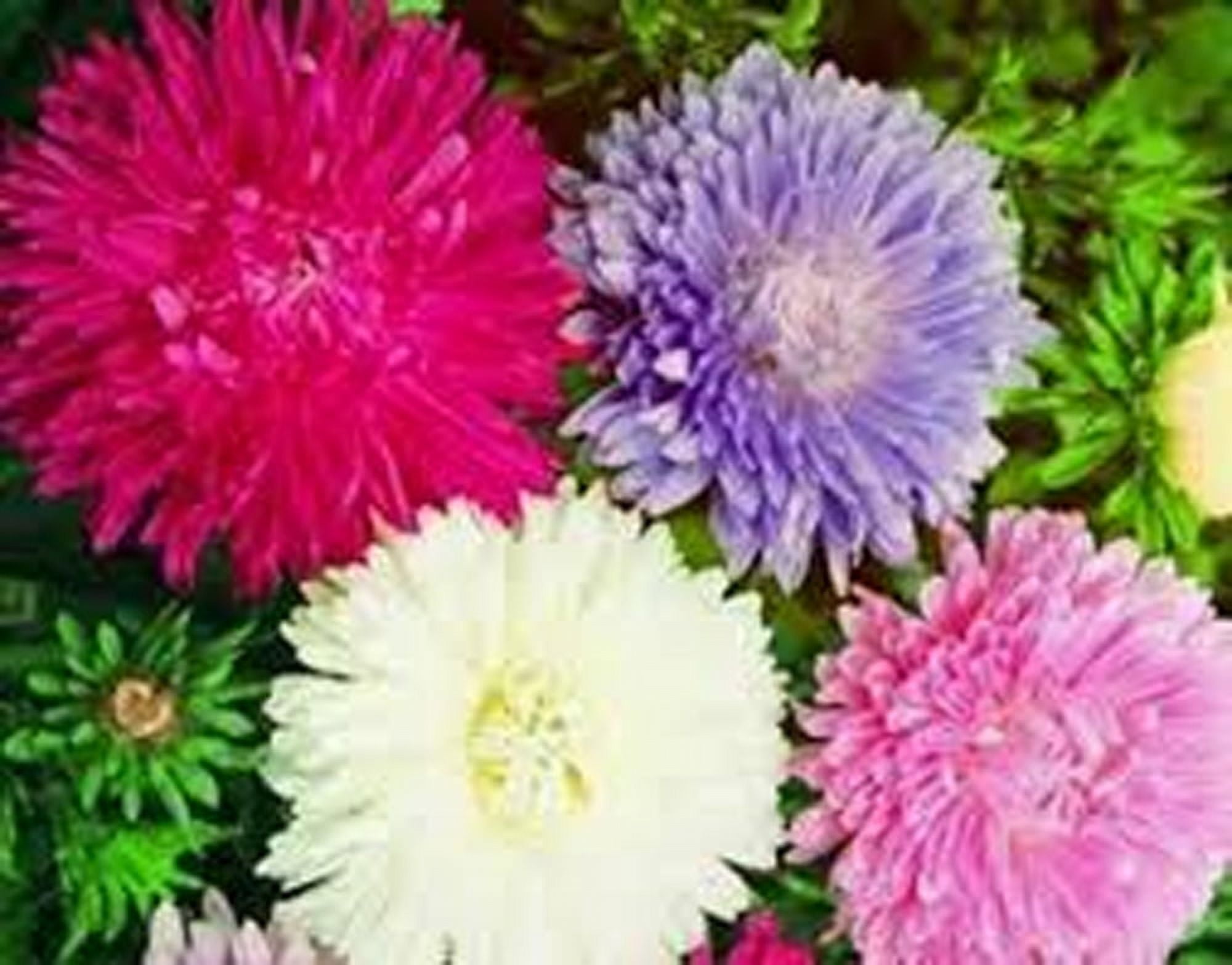 Aster, Giants of California 200 Seeds Beautiful Vivid Bright Blooms - Walmart.com