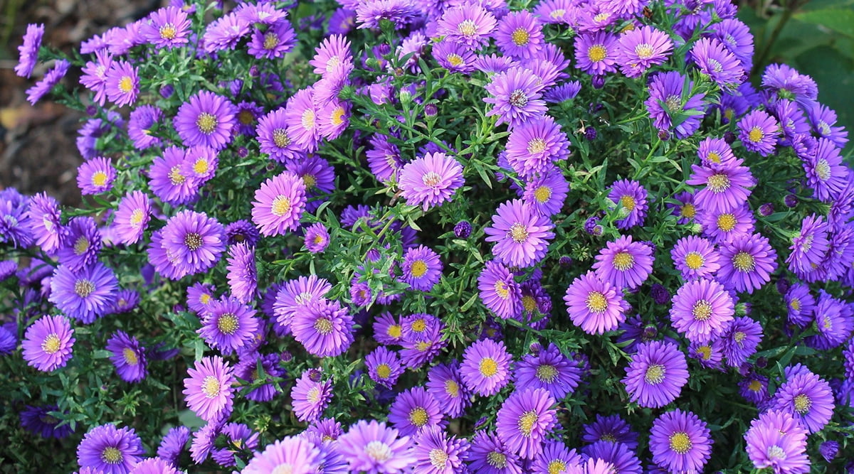 Aster Kickin® Purple Fall Blooming Perennial Aster - Hardy - Gallon Pot ...
