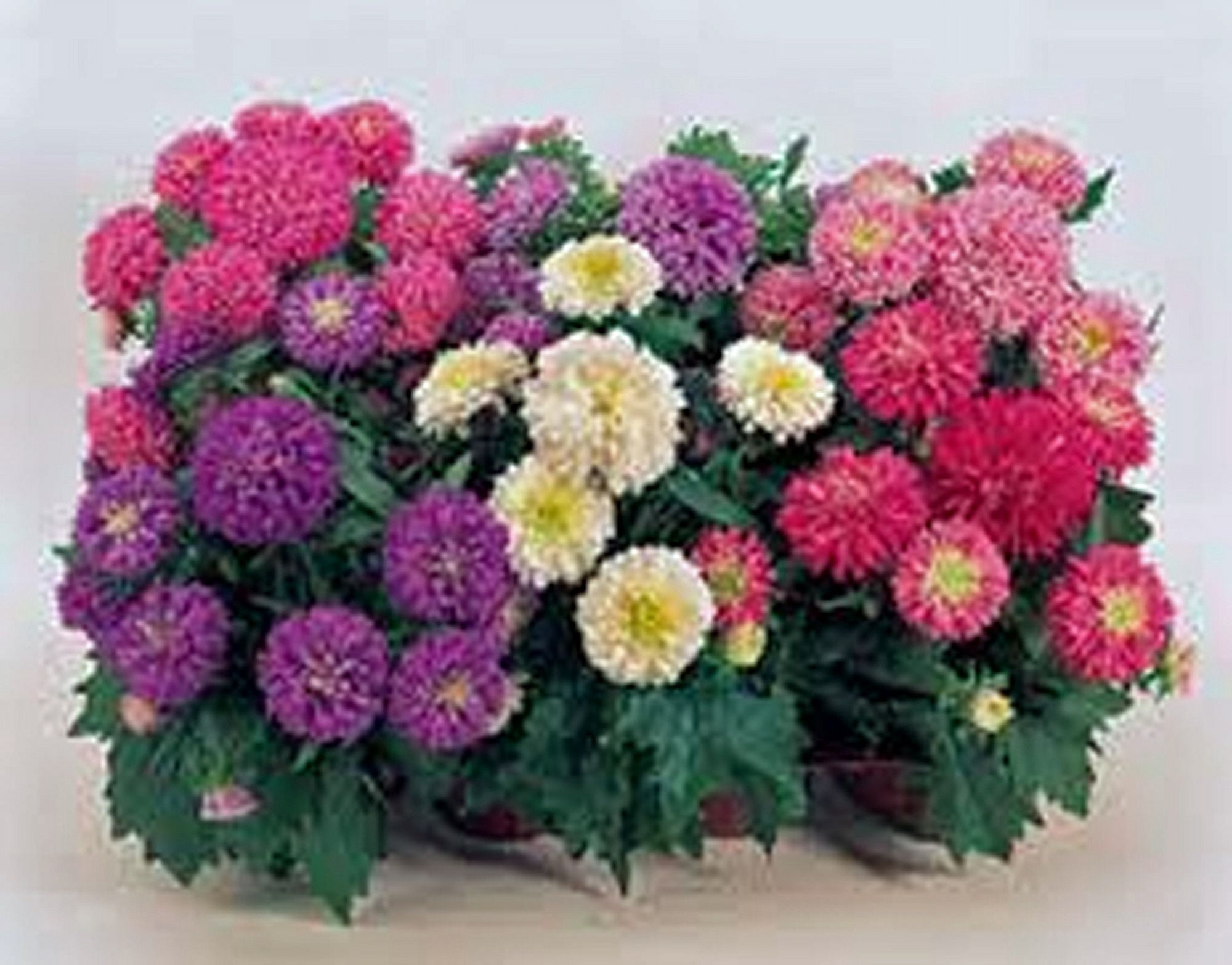 Aster, Rainbow, 200 Seeds Beautiful Vivid Bright Blooms - Walmart.com