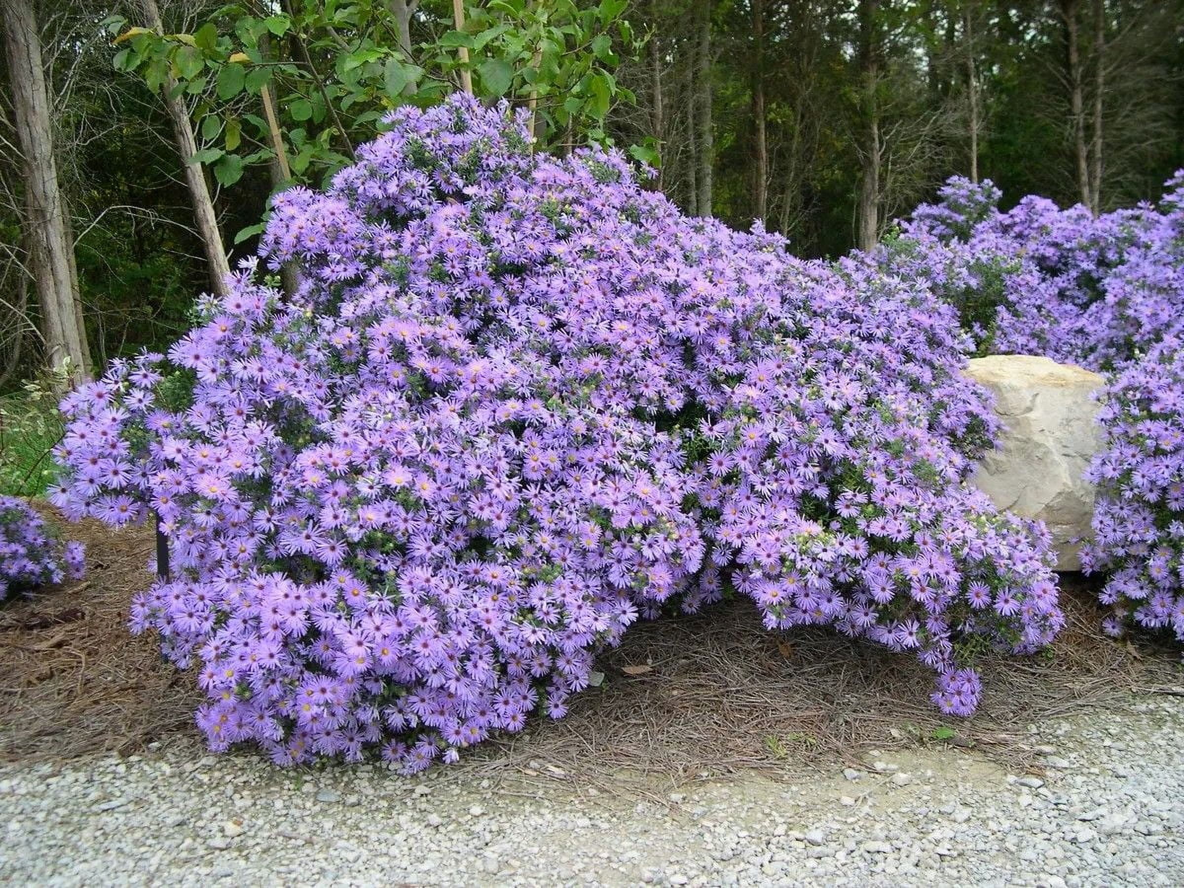 Aster 'Raydon's Favorite' -Hardy Perennial- Live Starter Plant ...