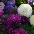 Aster Seed - Aster Callistephus Gremlin Flower Seed Mix - 2000 Seeds ...