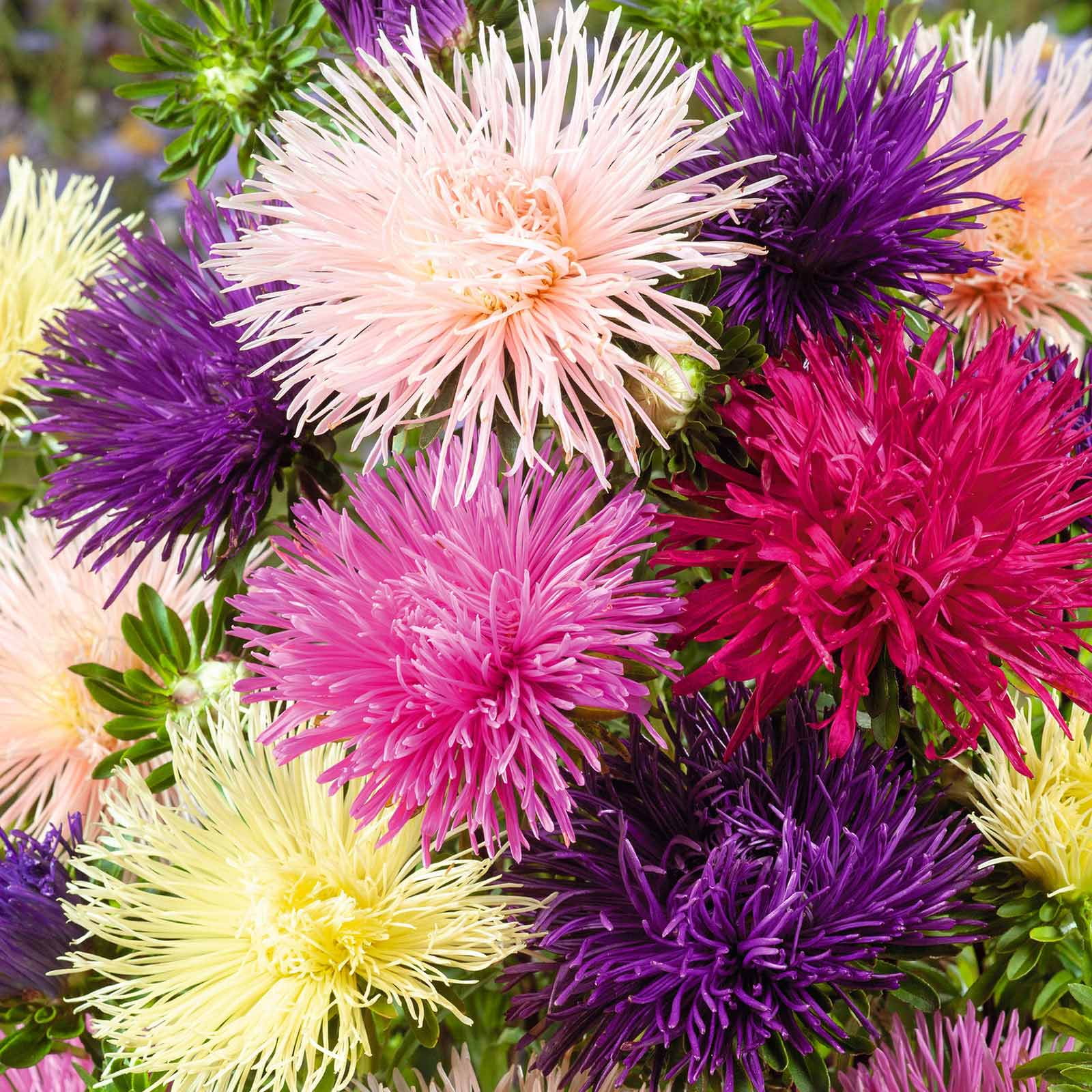 Eden Brothers Aster Seeds (Needle) - Nova Mix - Walmart.com