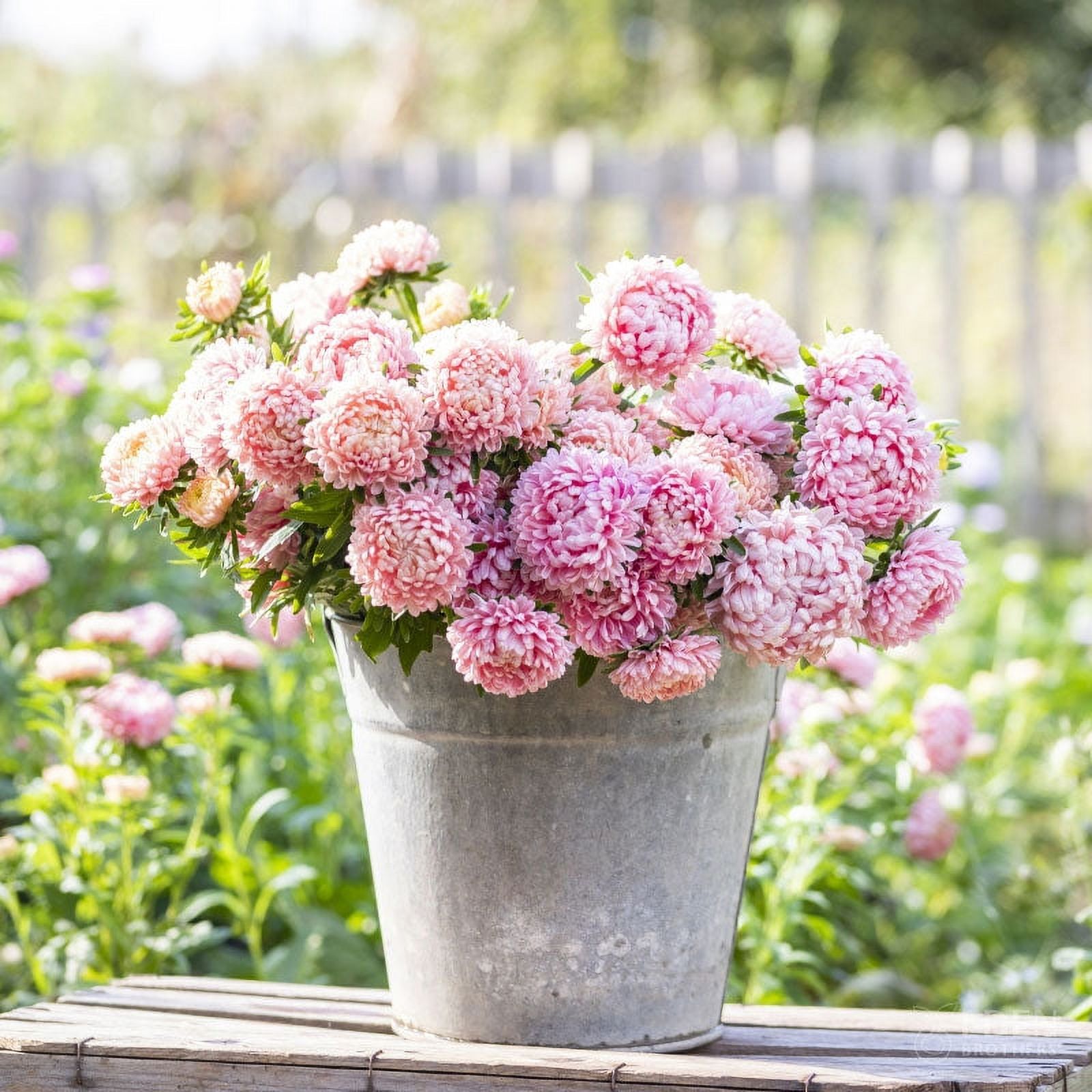 Aster Seeds (Peony Duchess) - Apricot - Packet - Pink/Orange Flower ...