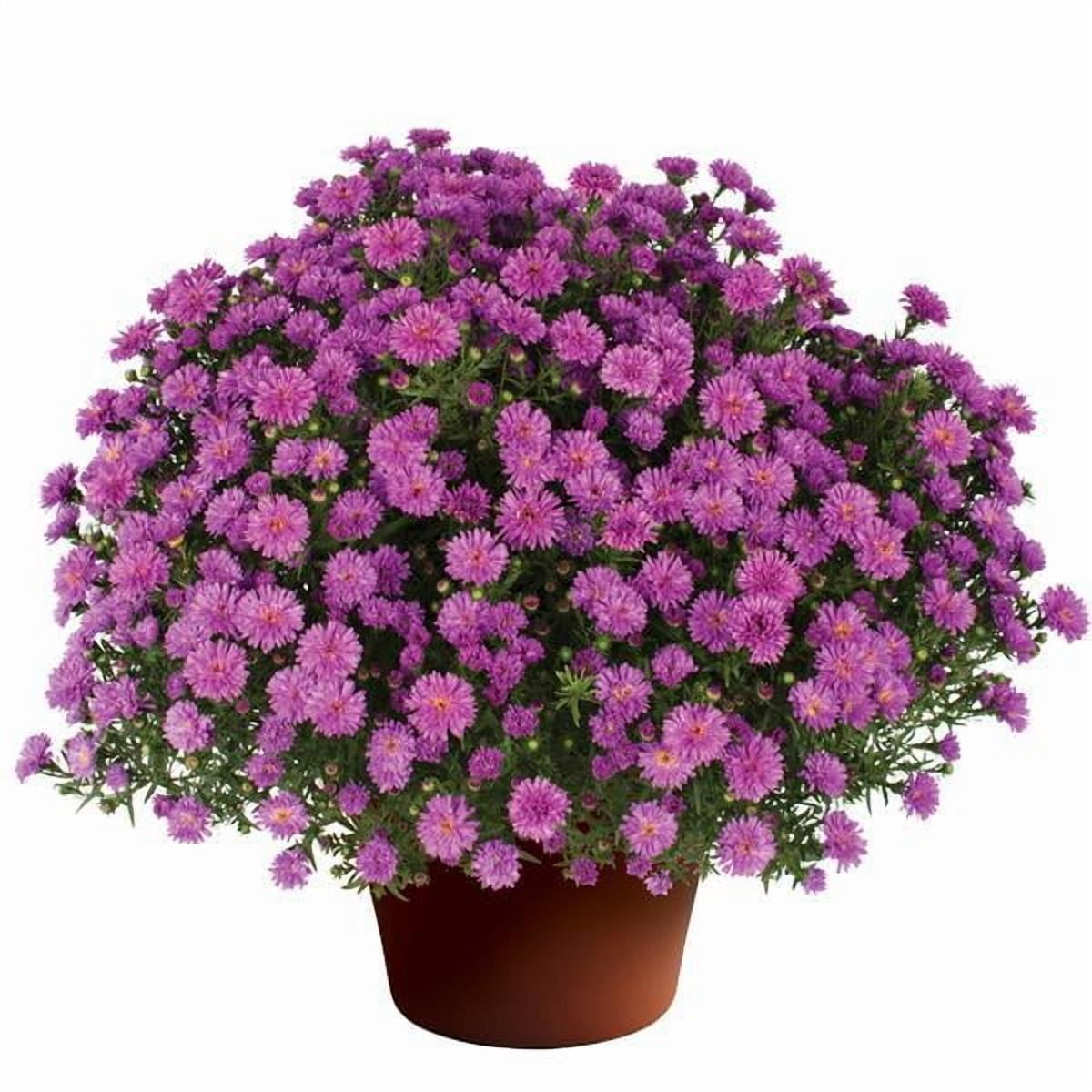 Aster novi-belgii 'Henry I Pink'-Late Summer Bloomer 9" Pot - Walmart.com