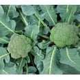 Asteroid Broccoli Seeds for Planting (50 Seeds) - Grow Heirloom ...