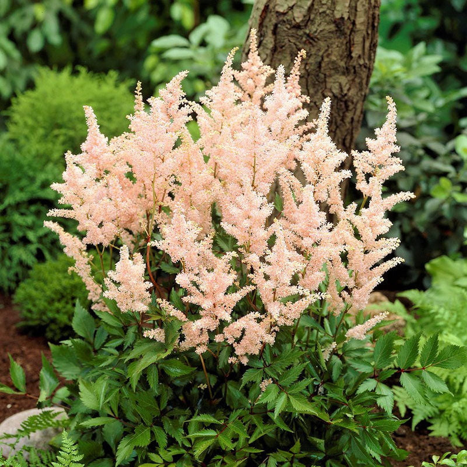 Eden Brothers Astilbe Roots - Peach Blossom - Walmart.com