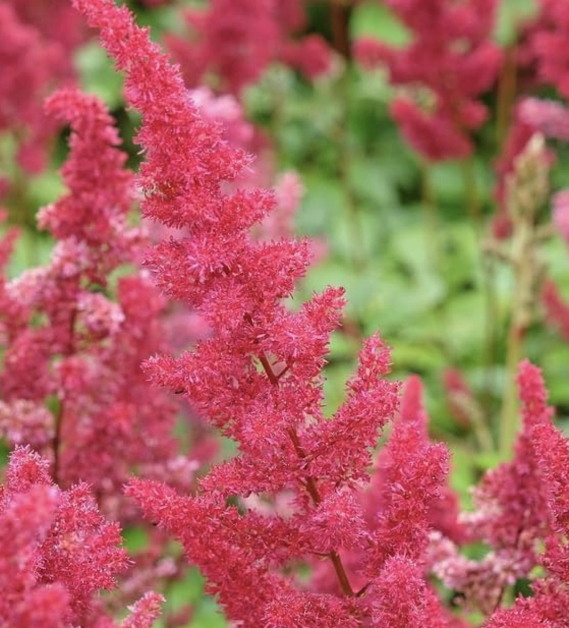 Astilbe Vision in Red Bulbs for Gardens 2 Roots - Walmart.com