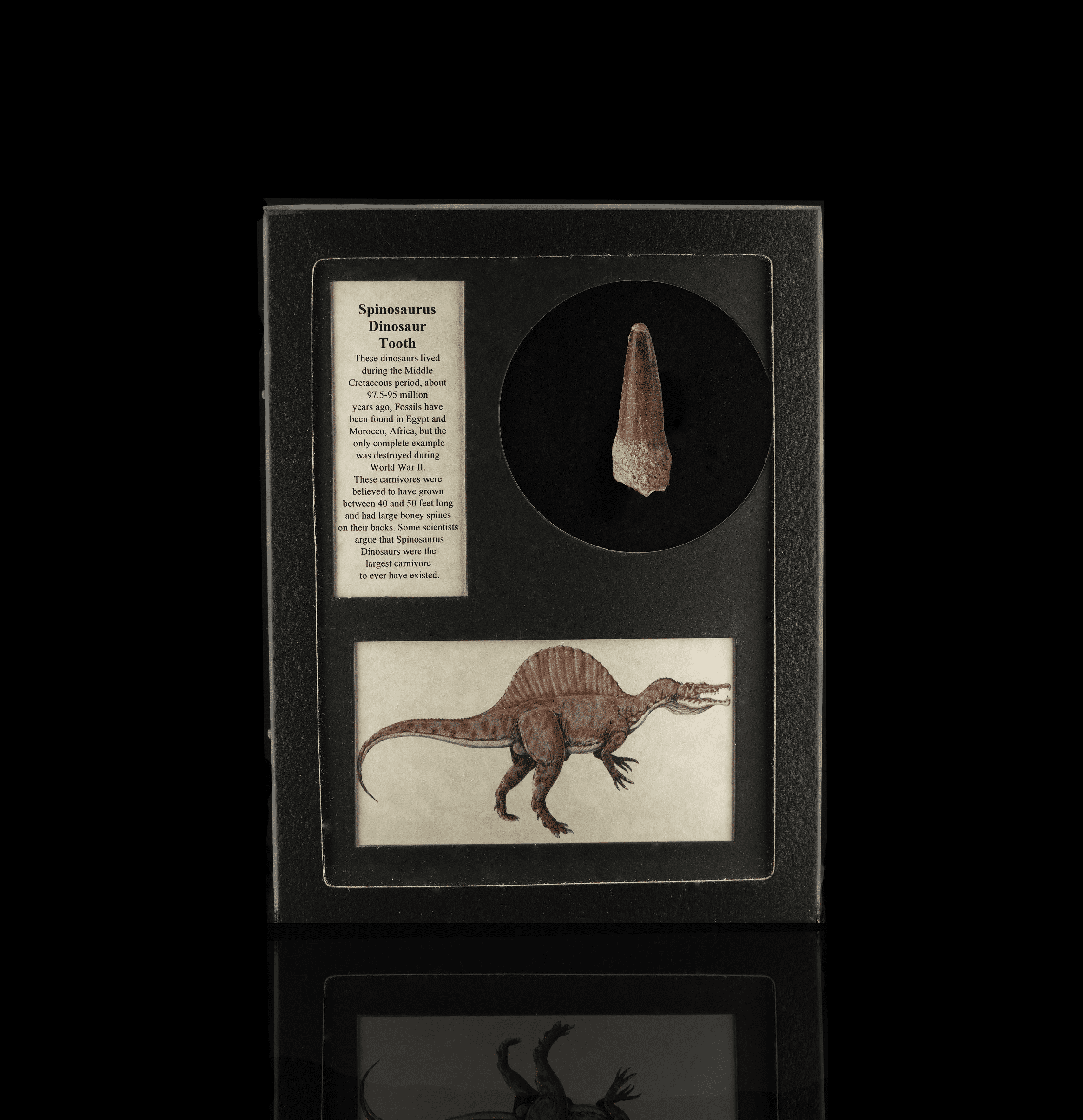 Astro West Spinosaurus Tooth Fossil Collector Box, 3/4"H - Walmart.com