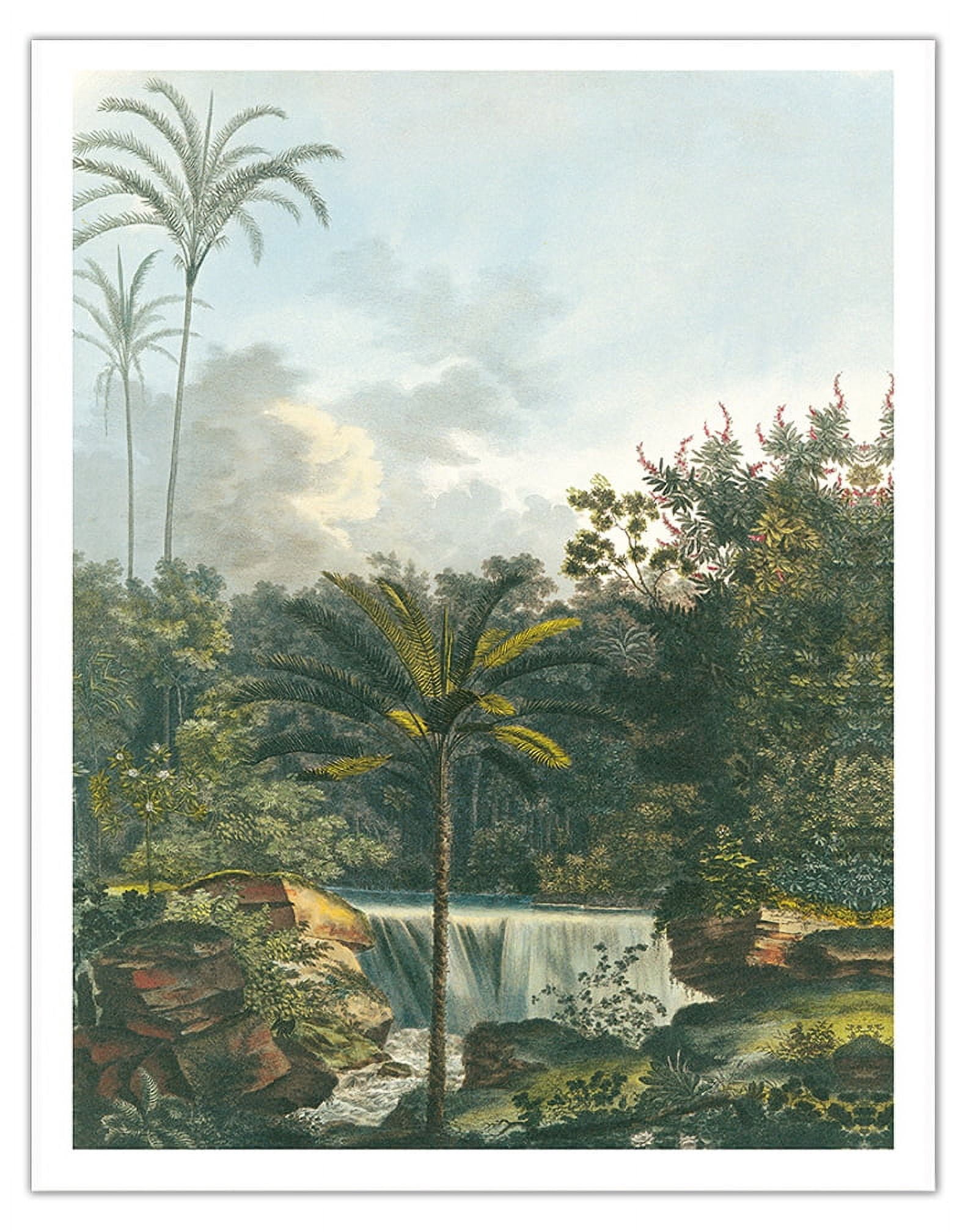 Astrocaryum Jauari Palm Tree - Barra de Rio Negro Brazil - Vintage ...