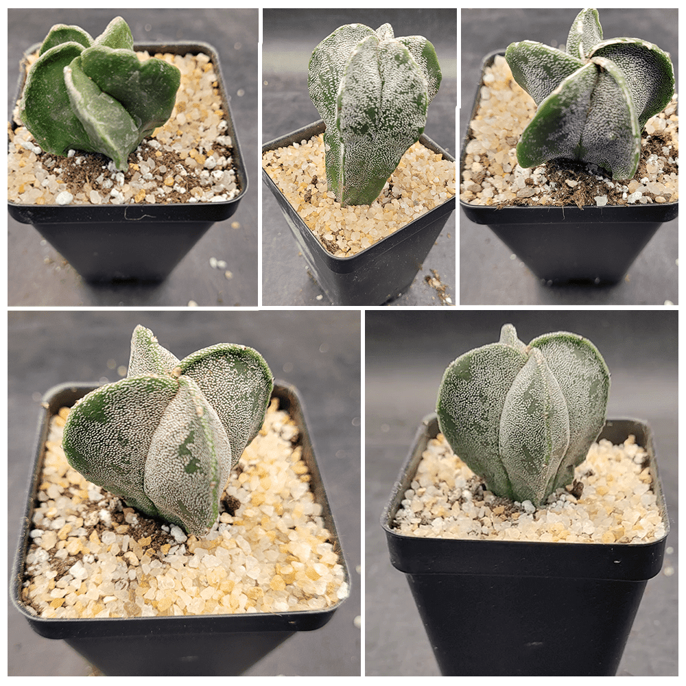 Astrophytum Myriostigma - Seller's Choice - Bare Root - 1.5 to 2.5 ...
