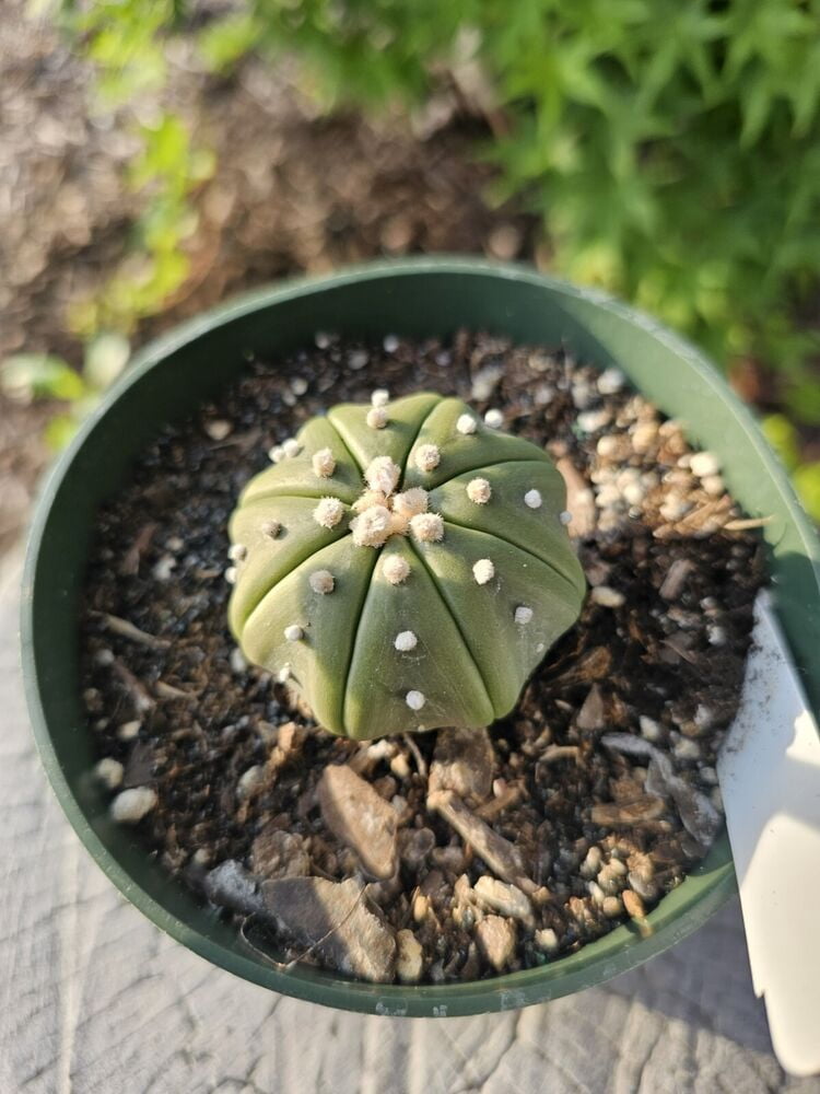 Astrophytum asterias Live Rare Rooted Cactus - Walmart.com