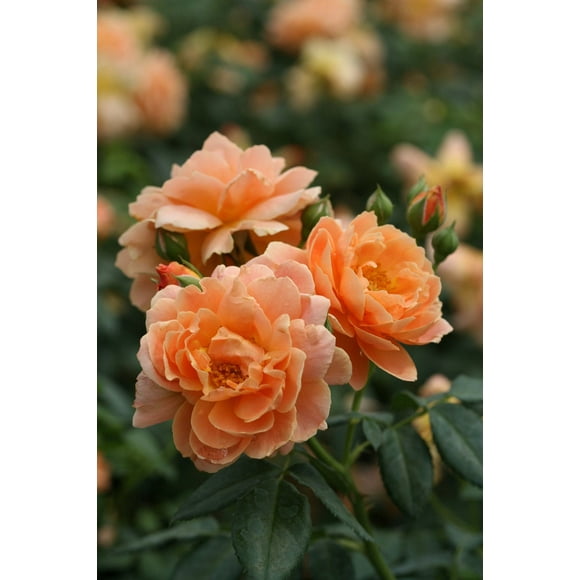 Rose Bushes in Garden Bushes - Walmart.com