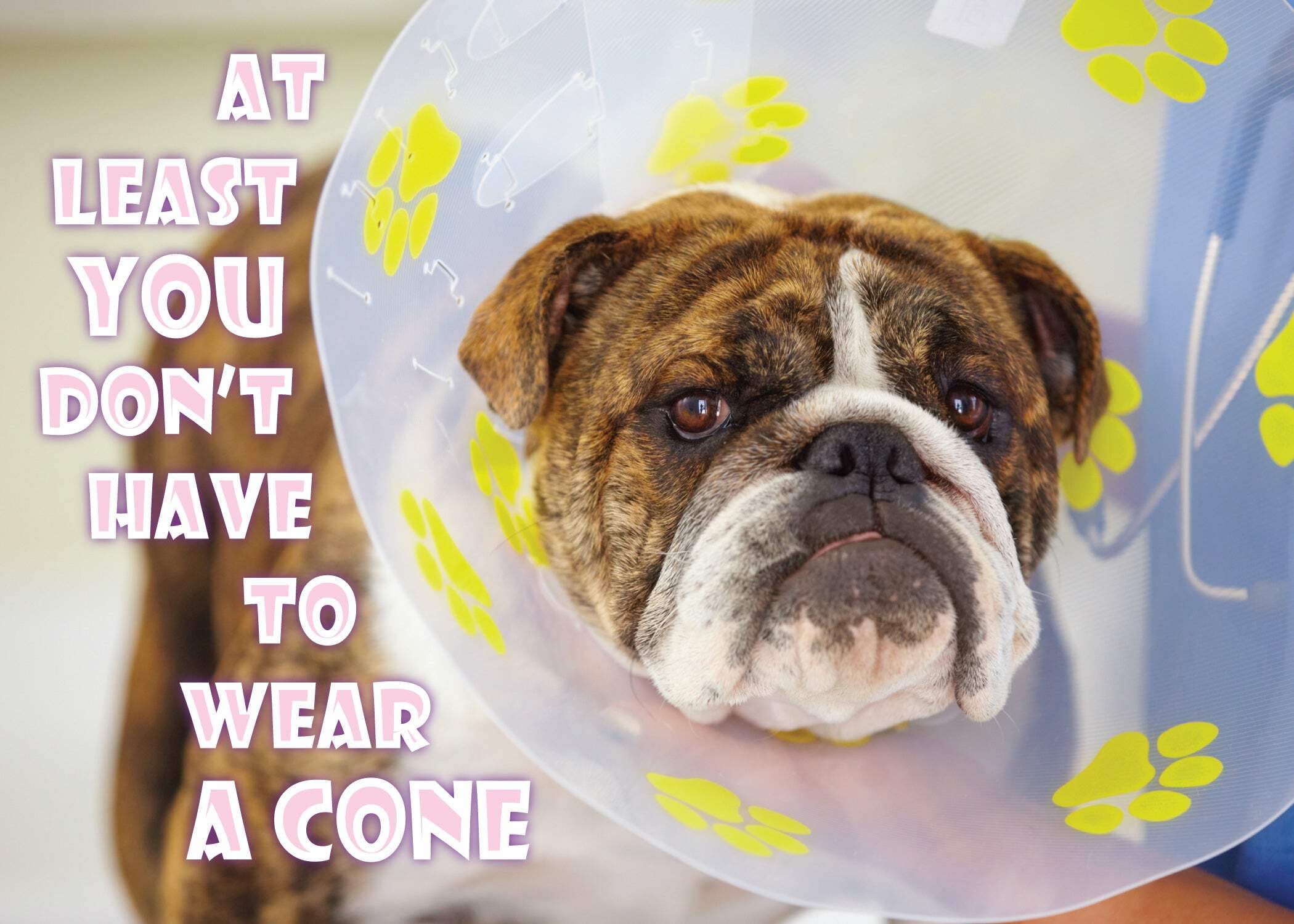 At Least You Don't Have to Wear a Cone Get Well Soon Greeting Card ...