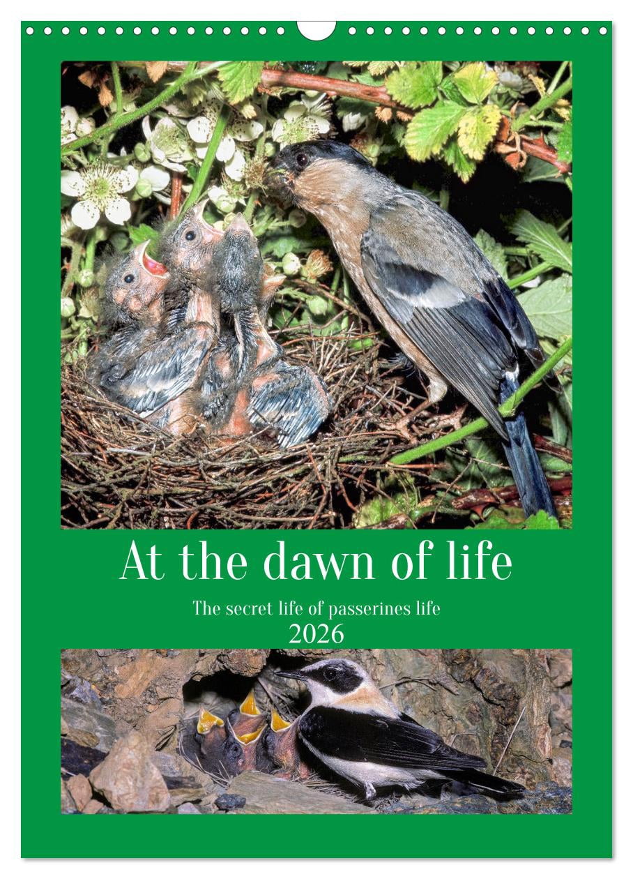 At the dawn of life the secret life of passerines (Wall Calendar 2026 ...