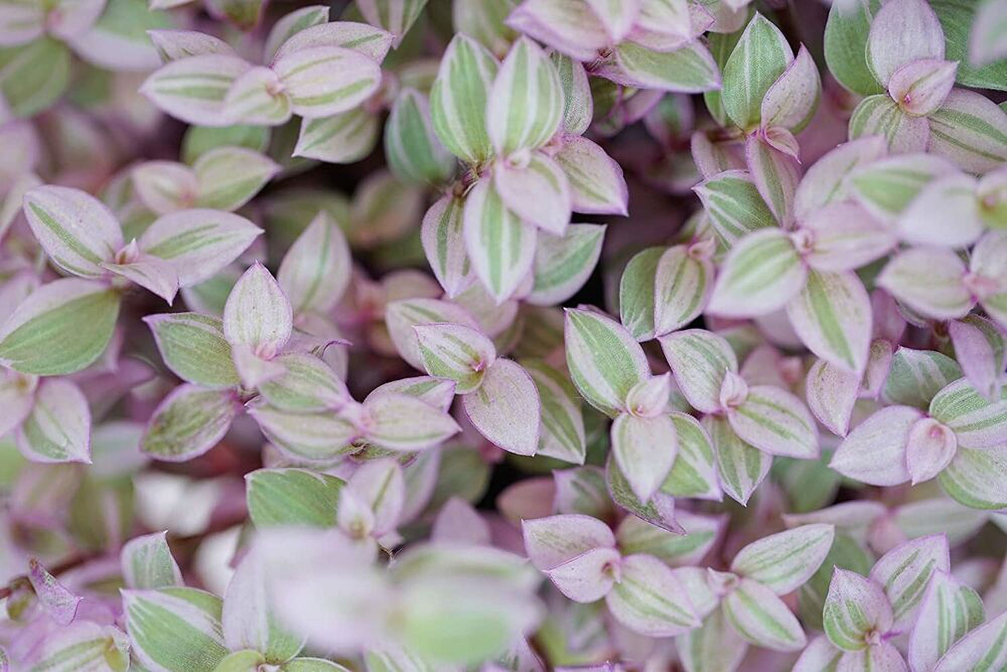 Athena's Garden Callisia Pink Panther in 4" inch Elegant White Cylinder ...