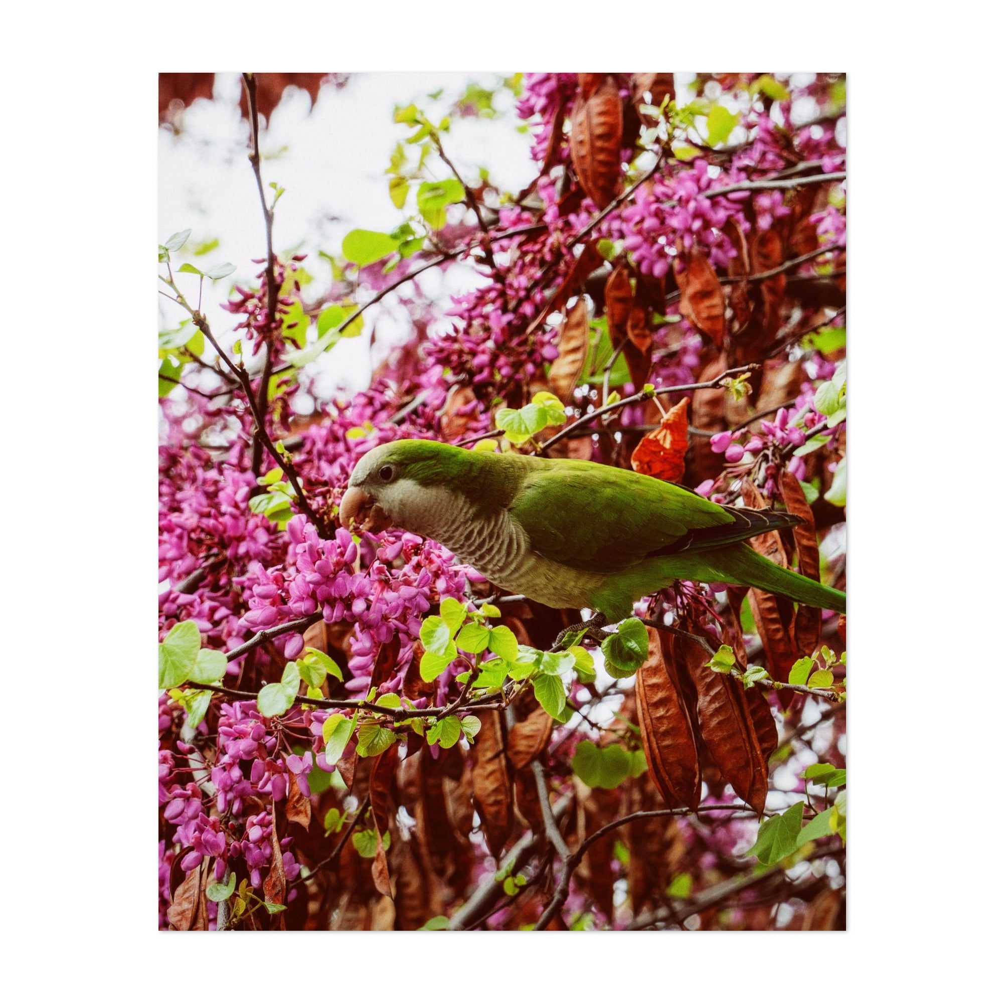 Athenian Parakeet - Athens Greece Photography Bird Floral Nature ...