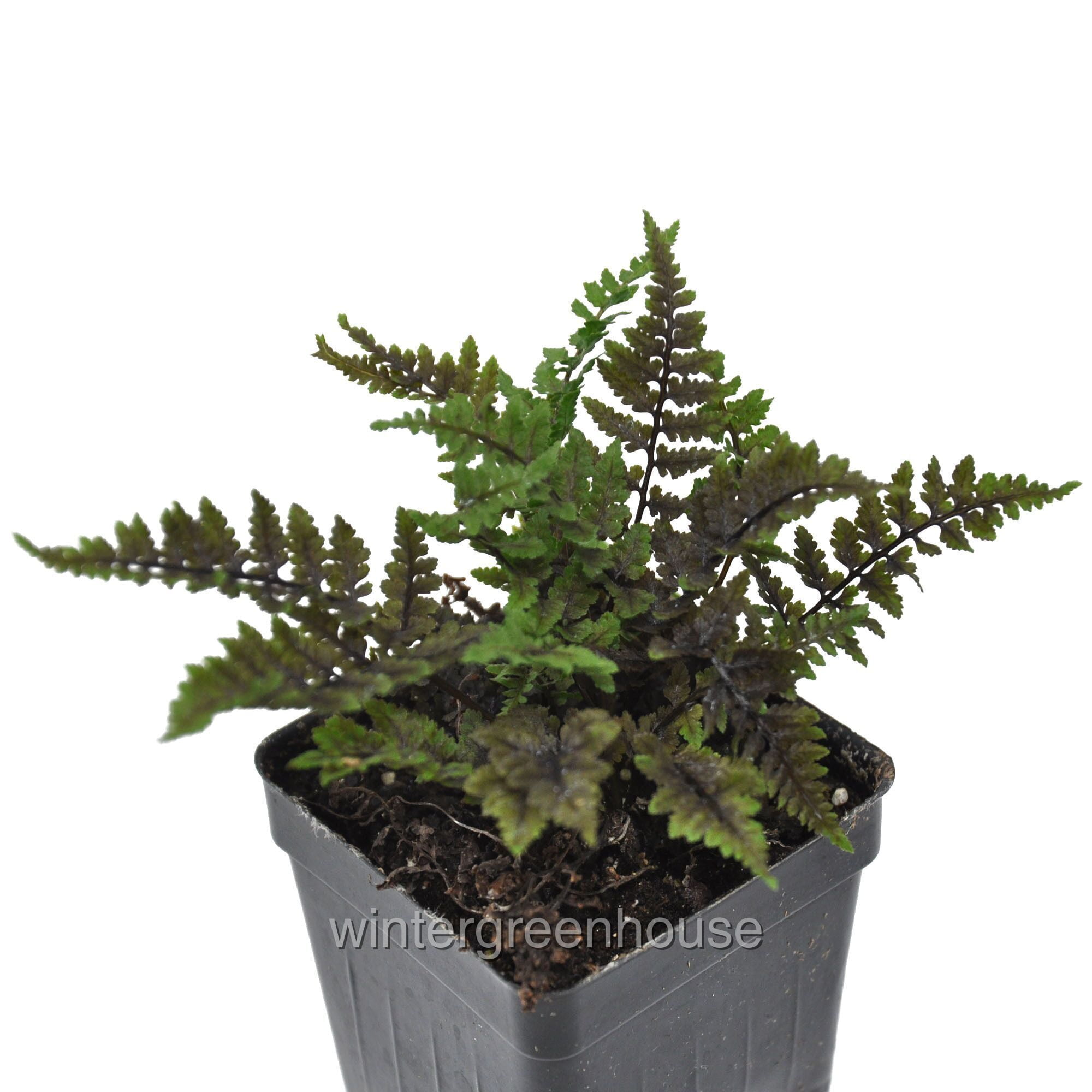 Athyrium, Aubergine Lady, Lady Fern - Pot Size: 3" (2.6x3.5 ...