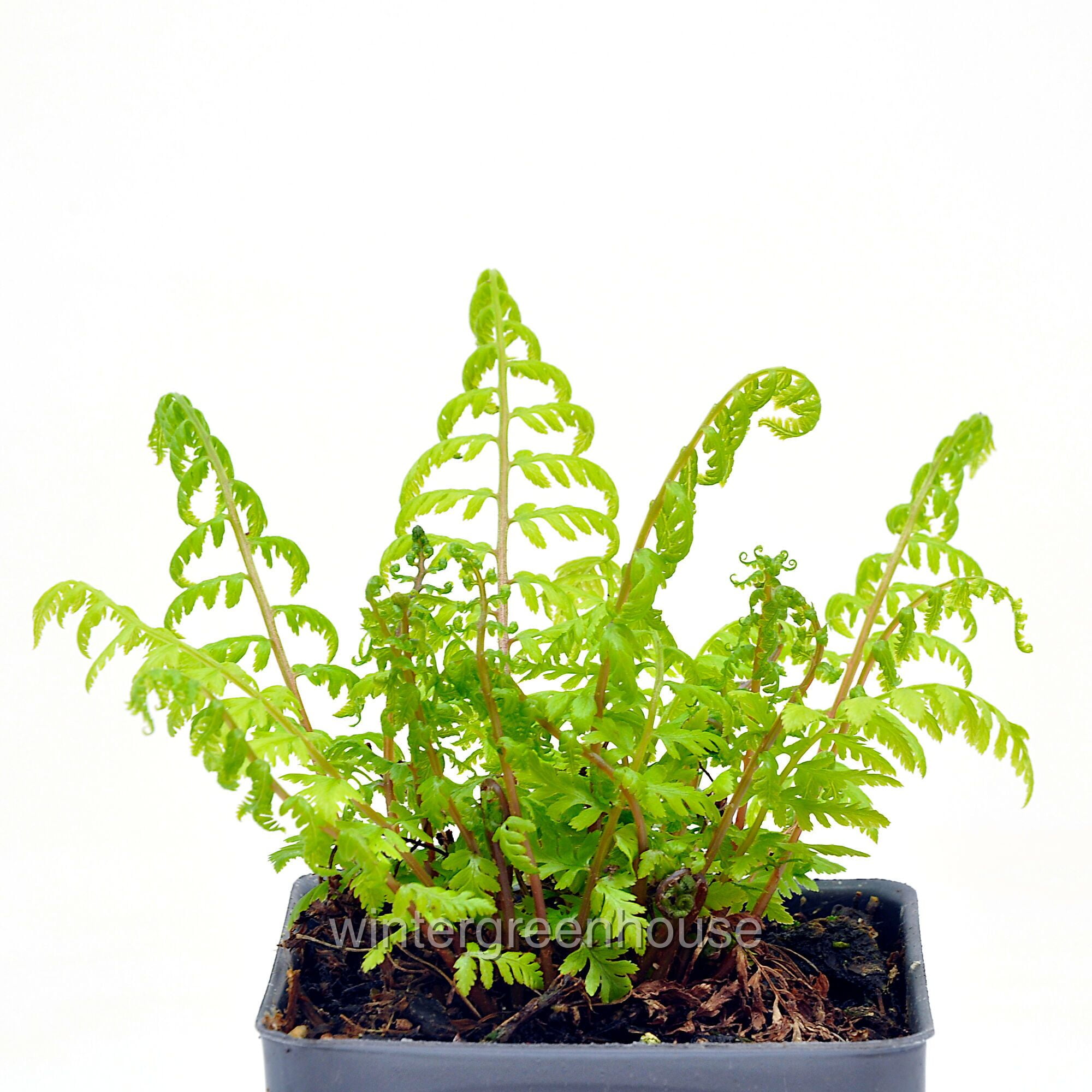 Athyrium Filix-femina, Lady In Red, Lady Fern - Pot Size: 3" (2.6x3.5 ...