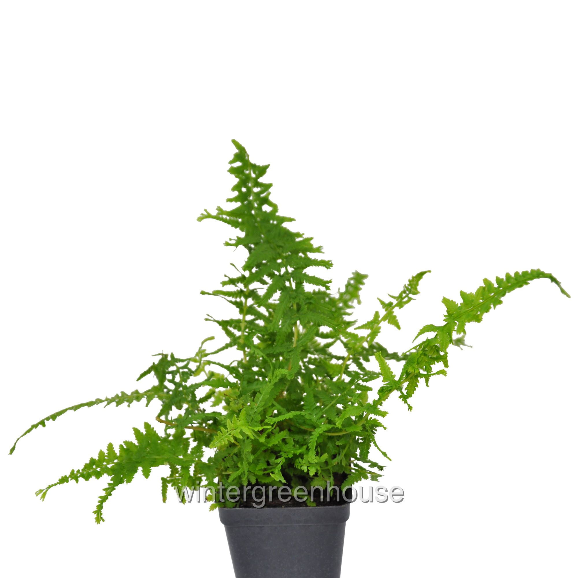 Athyrium Filix-femina Victoriae, Victoriae, Victoria Lady Fern - Pot ...