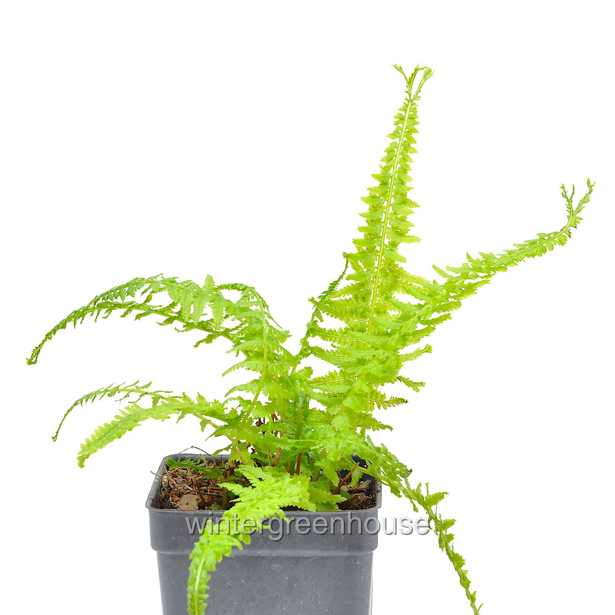Winter Greenhouse Athyrium Filix-femina Victoriae Lady Fern, 3" Pot ...